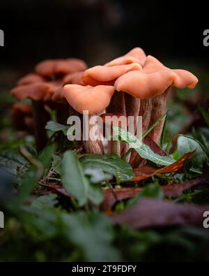 Common Laccaria mushroom, a species of Deceivers mushrooms, growing ...