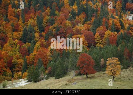 Broad mountain valley in Austrian Alps Stock Photo - Alamy