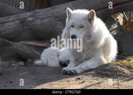 arctic wolf laying on ground in autumn Stock Photo - Alamy