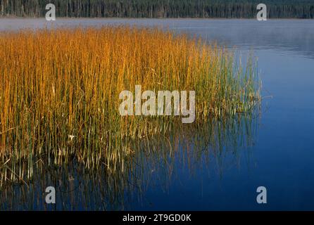 Lava Lake bulrush, Cascade Lakes National Scenic Byway, Deschutes ...