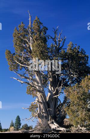 Western juniper (Juniperus occidentalis), Lost Forest Research Natural ...