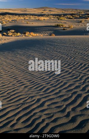 Dune ripples, Christmas Valley Sand Dunes Wilderness Study Area ...
