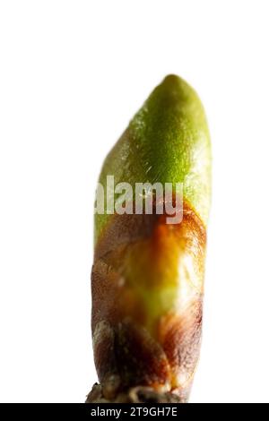 Plant phenology, the alchemy of spring. The woody flower bud (fruit bud ...