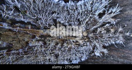 Rhizomorphic mycelium long cord-like plexuses of fungal filaments ...