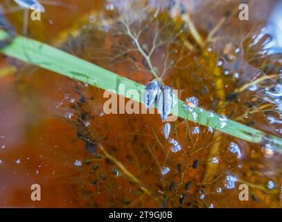 A section of a pond and two Whirligig beetle (Gyrinus natator) on an ...