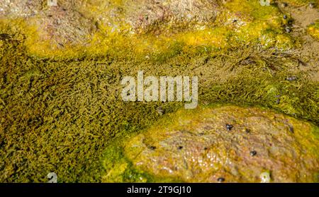Mineral well from limestone deposits. Colonies of bacteria, cyenallae ...