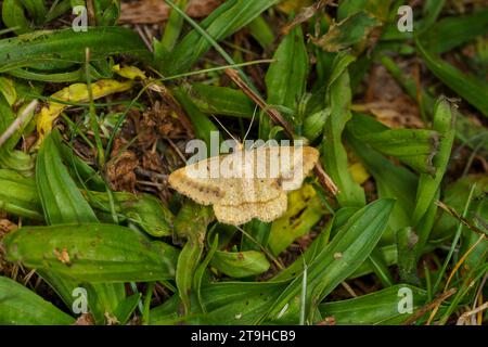 Isturgia arenacearia Family Geometridae Genus Isturgia The sand ...