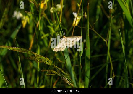 Isturgia arenacearia Family Geometridae Genus Isturgia The sand ...