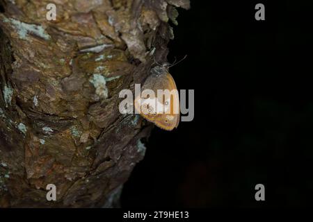 Coenonympha arcania Family Nymphalidae Genus Coenonympha Pearly heath ...