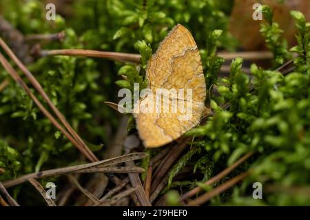 Camptogramma bilineata Family Geometridae Genus Camptogramma Yellow ...