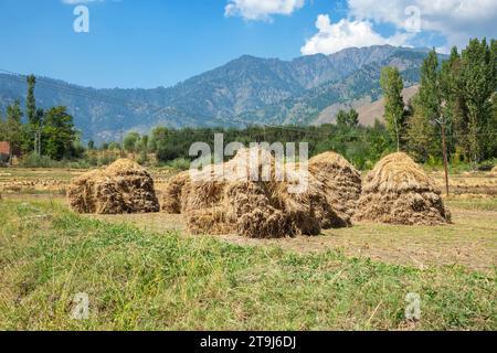 golden rice field at Pahalgam, Jammu Kashmir,India Stock Photo - Alamy