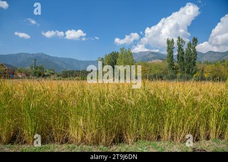 golden rice field at Pahalgam, Jammu Kashmir,India Stock Photo - Alamy