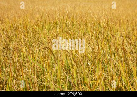 golden rice field at Pahalgam, Jammu Kashmir,India Stock Photo - Alamy