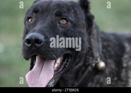 Kangal dogs, whose character and physical structure are exactly the ...