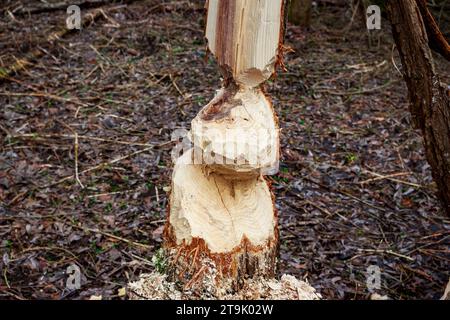 Wood sculpture created by beavers in the wild. Heavily chewed tree ...
