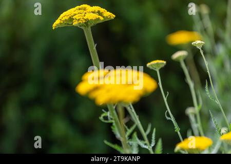 Close-ip of yellow milfoil flowers (achillea Stock Photo - Alamy