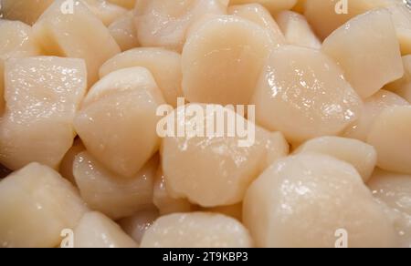 King scallop meat, fresh raw many pieces chilled, at the fish market ...