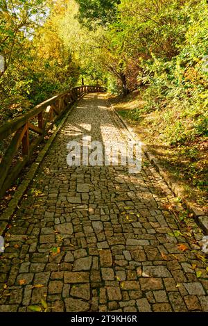 A pathway winding through a serene forest Stock Photo - Alamy
