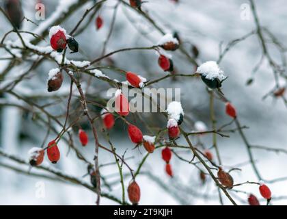 abstract tree branch patterns, snowy tree branches with red berries ...