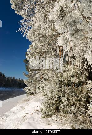 wonderful thick and white frost covers the trees on the river bank ...