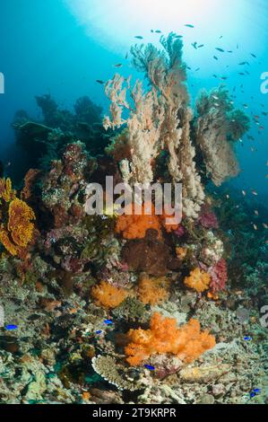 Coral reef scenery with Tree coral (Scleronephthya sp). Rinca, Komodo ...
