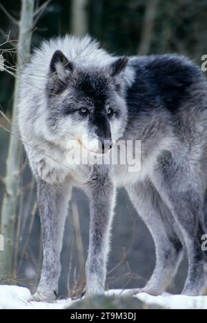 Gray wolf, Oregon Zoo, Washington Park, Portland, Oregon Stock Photo ...