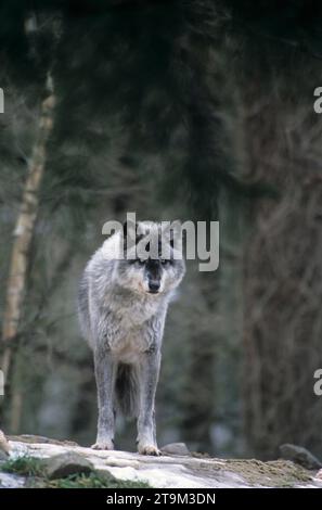 Gray wolf, Oregon Zoo, Washington Park, Portland, Oregon Stock Photo ...
