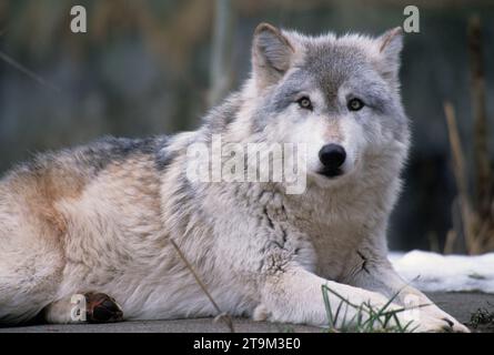 Gray wolf, Oregon Zoo, Washington Park, Portland, Oregon Stock Photo ...