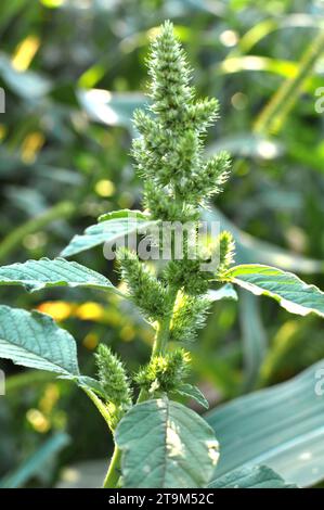 Amaranthus retroflexus is a species of common weed in the family ...