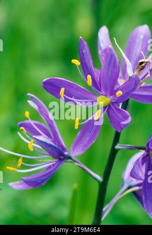 Common camas Camassia Quamash Flowers Stock Photo - Alamy