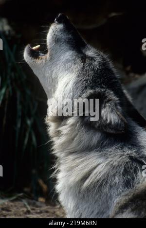 Gray wolf, Oregon Zoo, Washington Park, Portland, Oregon Stock Photo ...