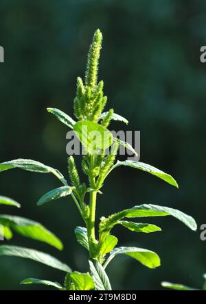 Amaranthus retroflexus is a species of common weed in the family ...
