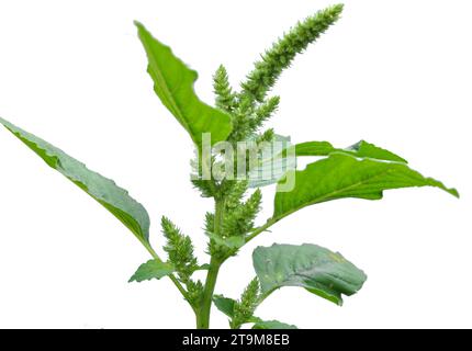 Amaranthus retroflexus is a species of common weed in the family ...