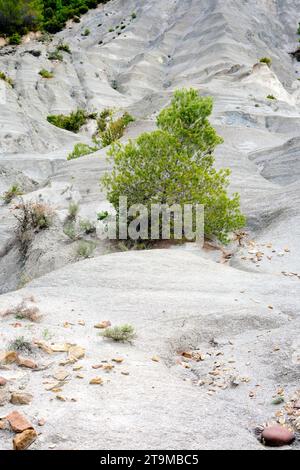 Arid and stony craggy zone with little poor vegetation Stock Photo - Alamy