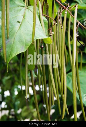 Catalpa is a species of deciduous tree in the family Bignoniaceae that ...