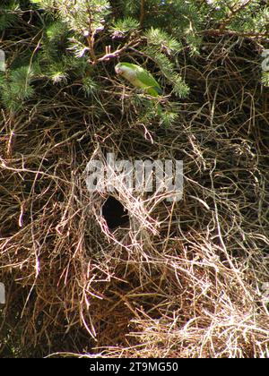 A cute Monk parakeet perched on a metal fence during the daytime Stock ...