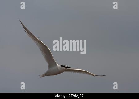 Sandwich Tern (Thalasseus sandvicensis) along the North sea coast ...
