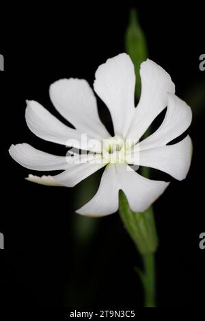 Silene Capensis 'Xhosa' [Syn. Silene undulata] - African Dream Root ...