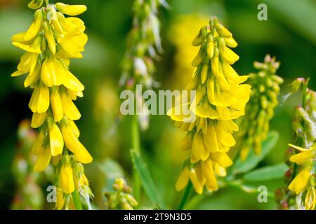 Common Melilot (melilotus officinalis), also know as Ribbed Melilot ...