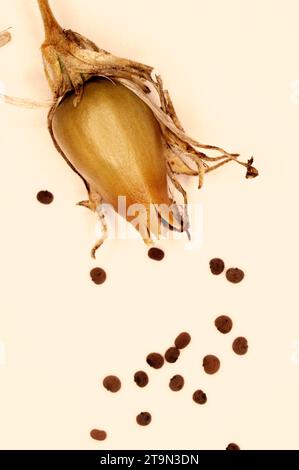 Silene Capensis 'Xhosa' [Syn. Silene undulata] - African Dream Root ...