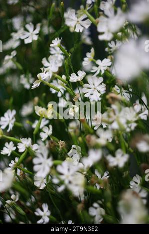 Silene Capensis 'Xhosa' [Syn. Silene undulata] - African Dream Root ...