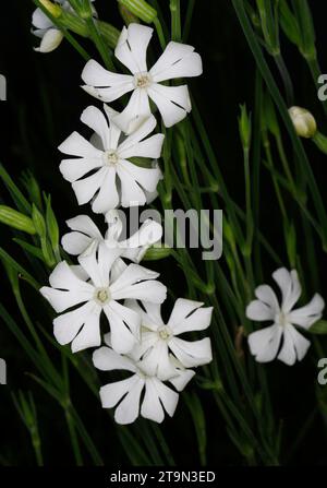 Silene Capensis 'Xhosa' [Syn. Silene undulata] - African Dream Root ...