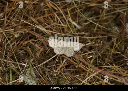 Scopula immorata Family Geometridae Genus Scopula Lewes wave moth wild ...