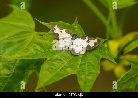 Lomaspilis marginata Family Geometridae Genus Lomaspilis Clouded border ...