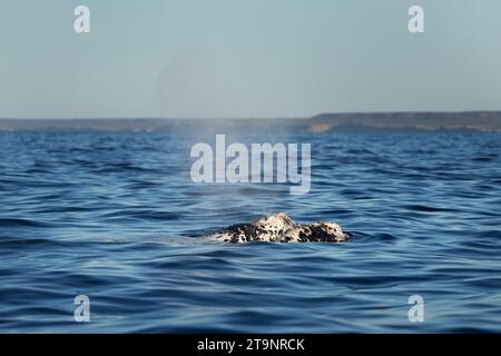 Southern right whale is breathing around the Valdés peninsula. Rare ...