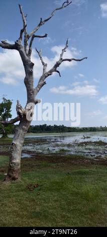 A dead tree in front of a beautiful sunset on Big Island, Hawaii, USA ...