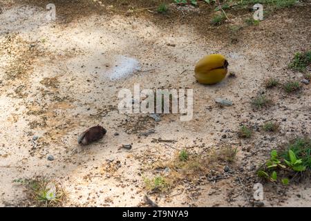 Remains of coconut leaves and fruits on the ground in a garden ...
