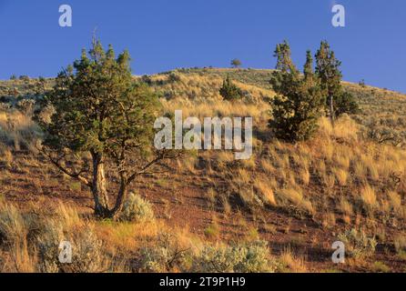 Western juniper (Juniperus occidentalis) grassland, Wheeler County ...