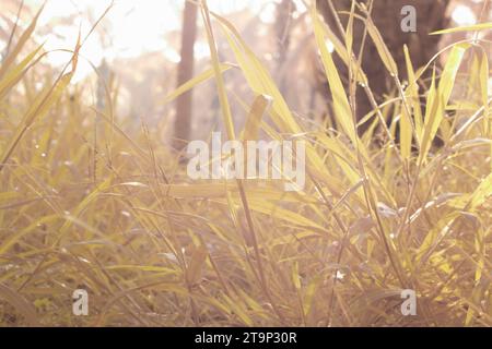 infrared image of the wild thick bushes grasses and weeds at the ...