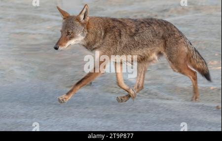 A Ghost Wolf of Galveston Island (hybrid of coyote and red wolf Stock ...